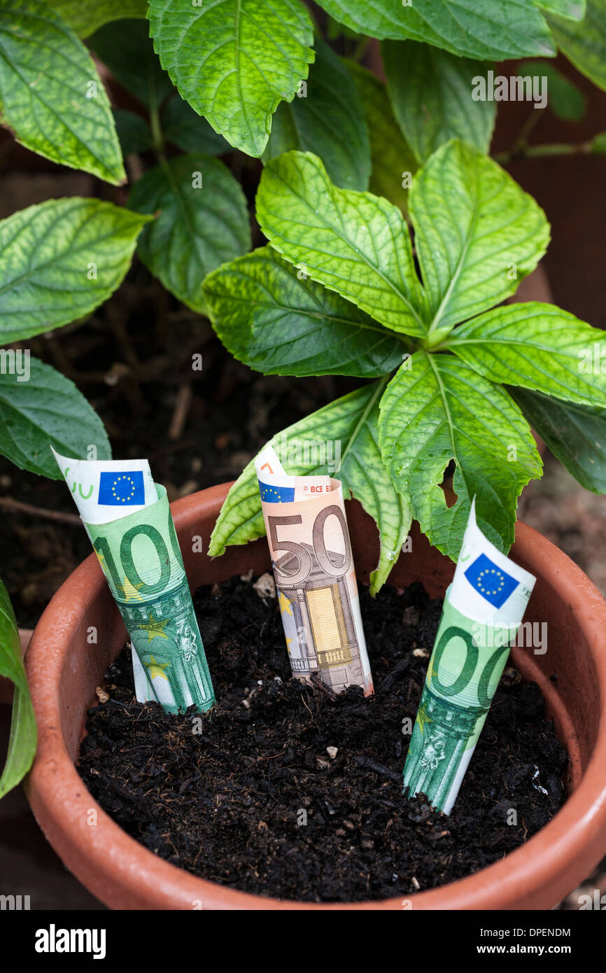 banknotes growing in a pot Stock Photo - Alamy
