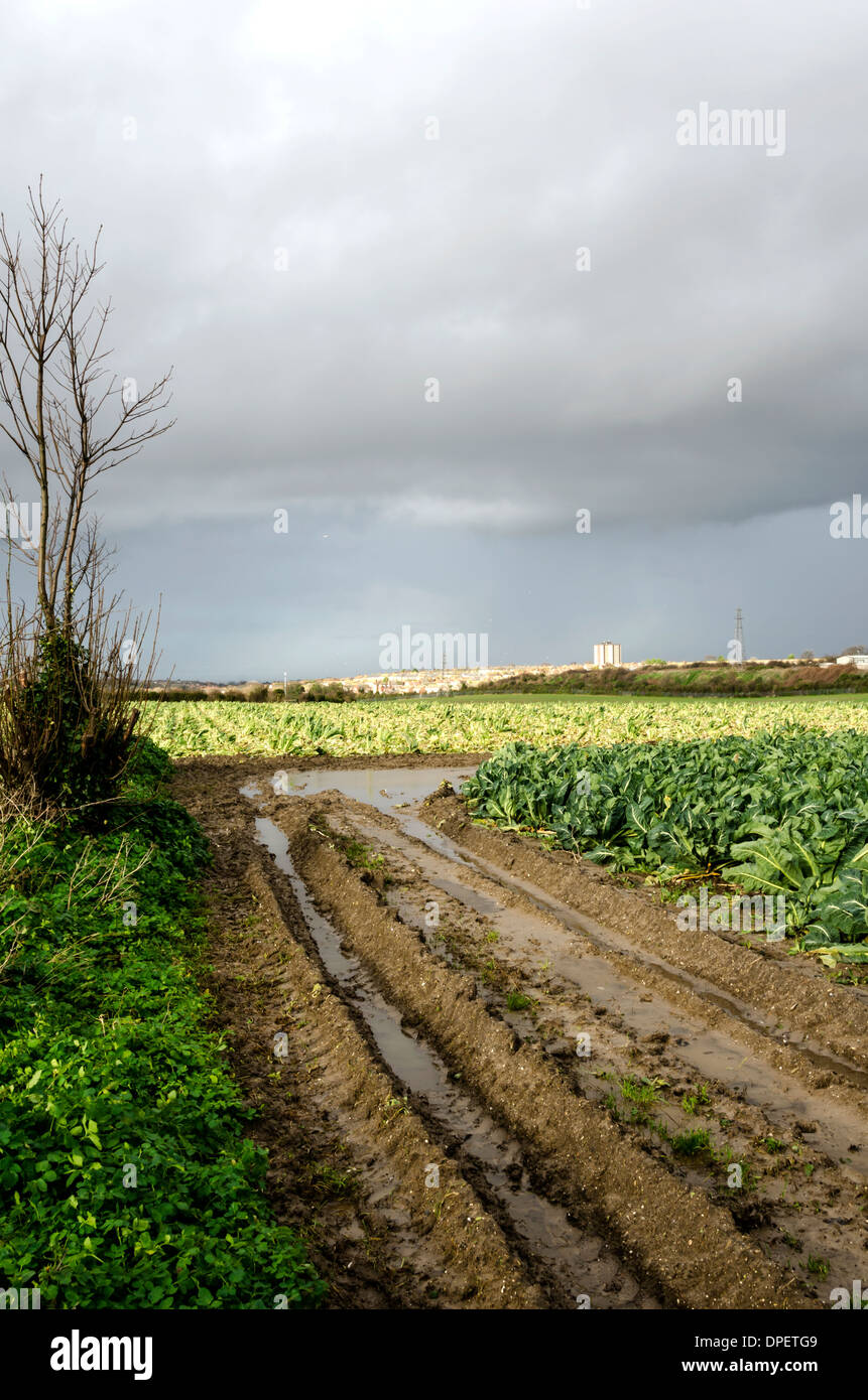Puddles and countryside hi-res stock photography and images - Alamy