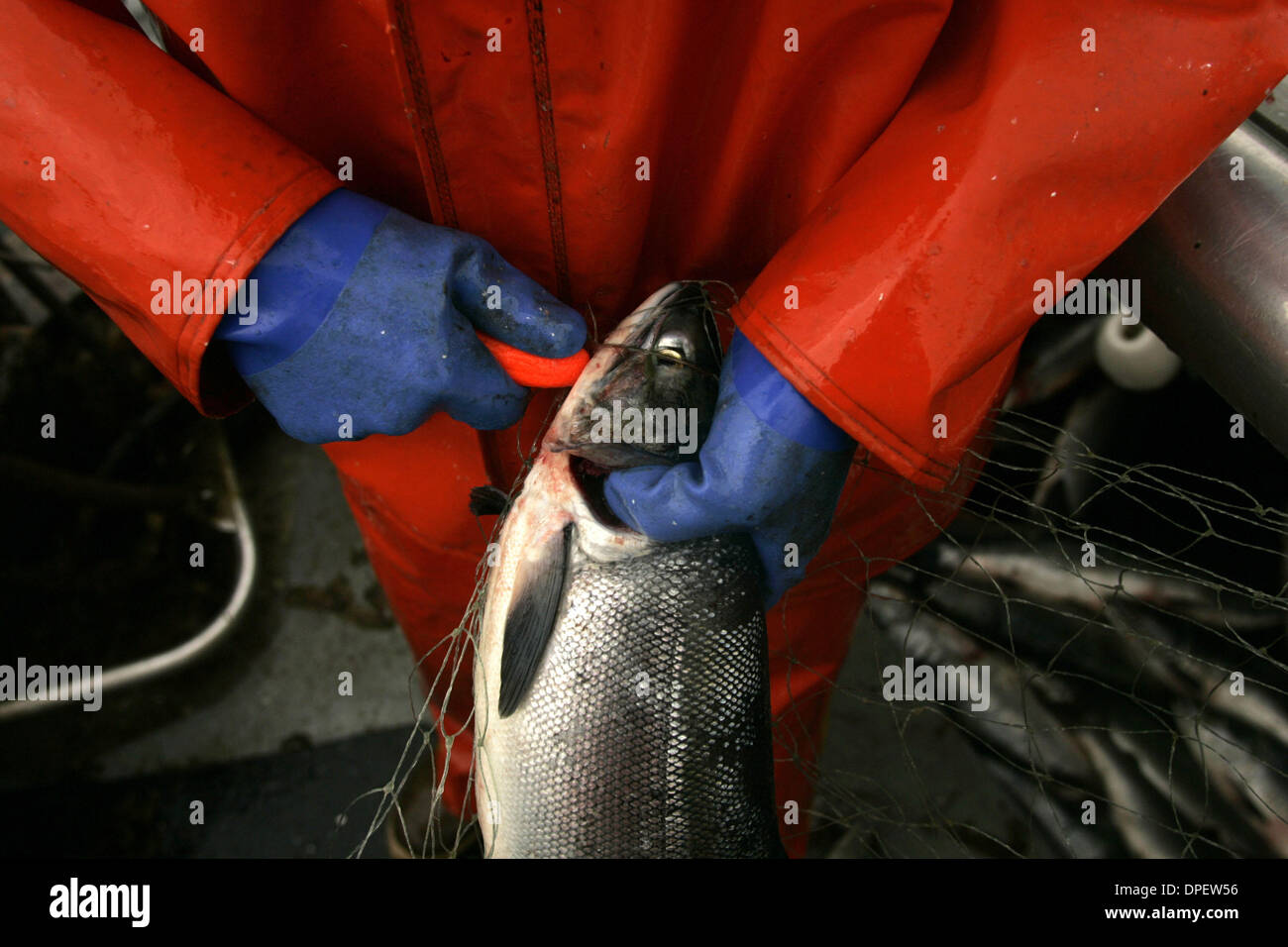 Loki salmon hi-res stock photography and images - Alamy