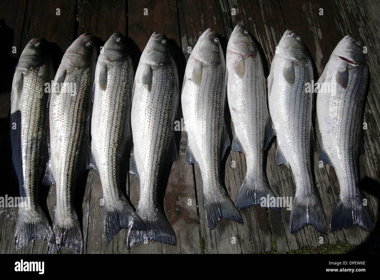 Stripper fishing hi-res stock photography and images - Alamy