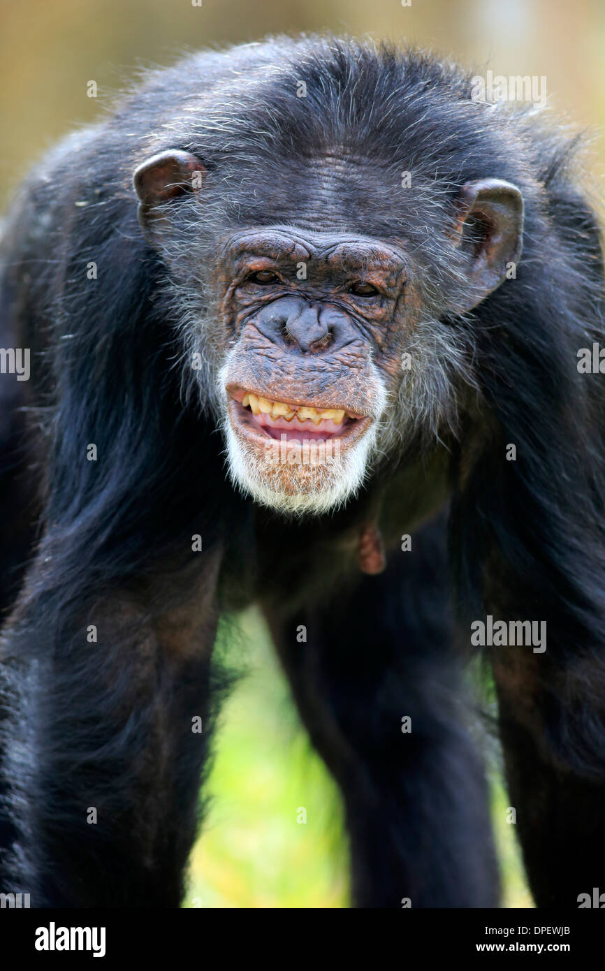 Animal Portraits Animal Portrait Animals Animal Anthropoidea High ...