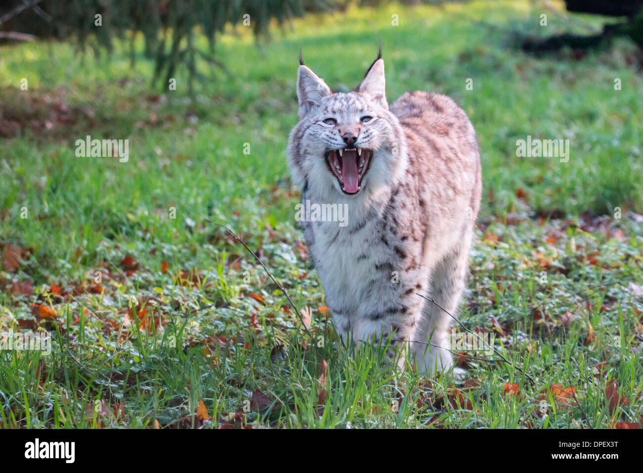 Young Lynx (Lynx lynx) with its mouth open, North Hesse, Hesse, Germany ...