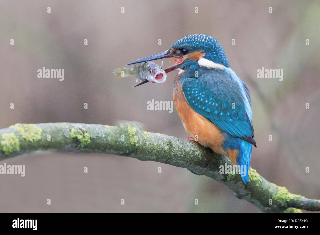 Fish in beaks hi-res stock photography and images - Alamy