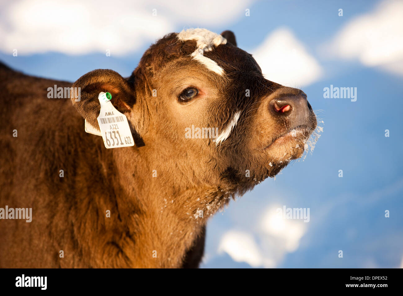 Simmental cattle hi-res stock photography and images - Alamy