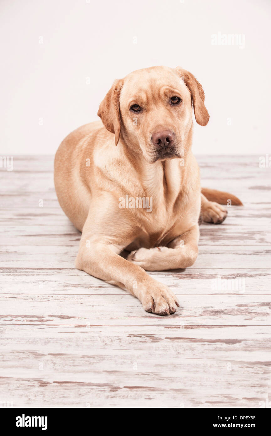 Labrador Retriever, lying down Stock Photo - Alamy