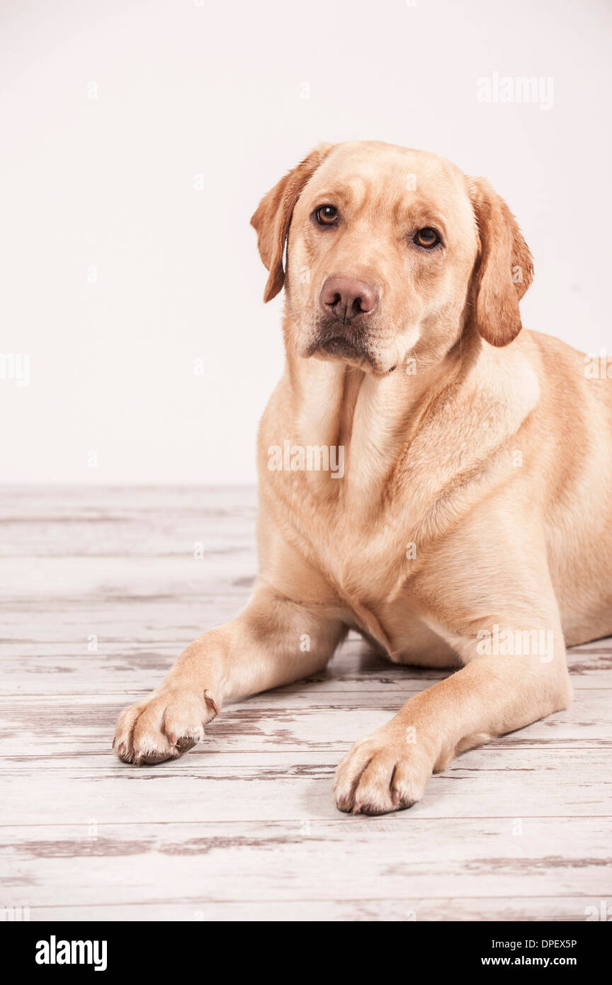 Labrador Retriever, lying down Stock Photo - Alamy