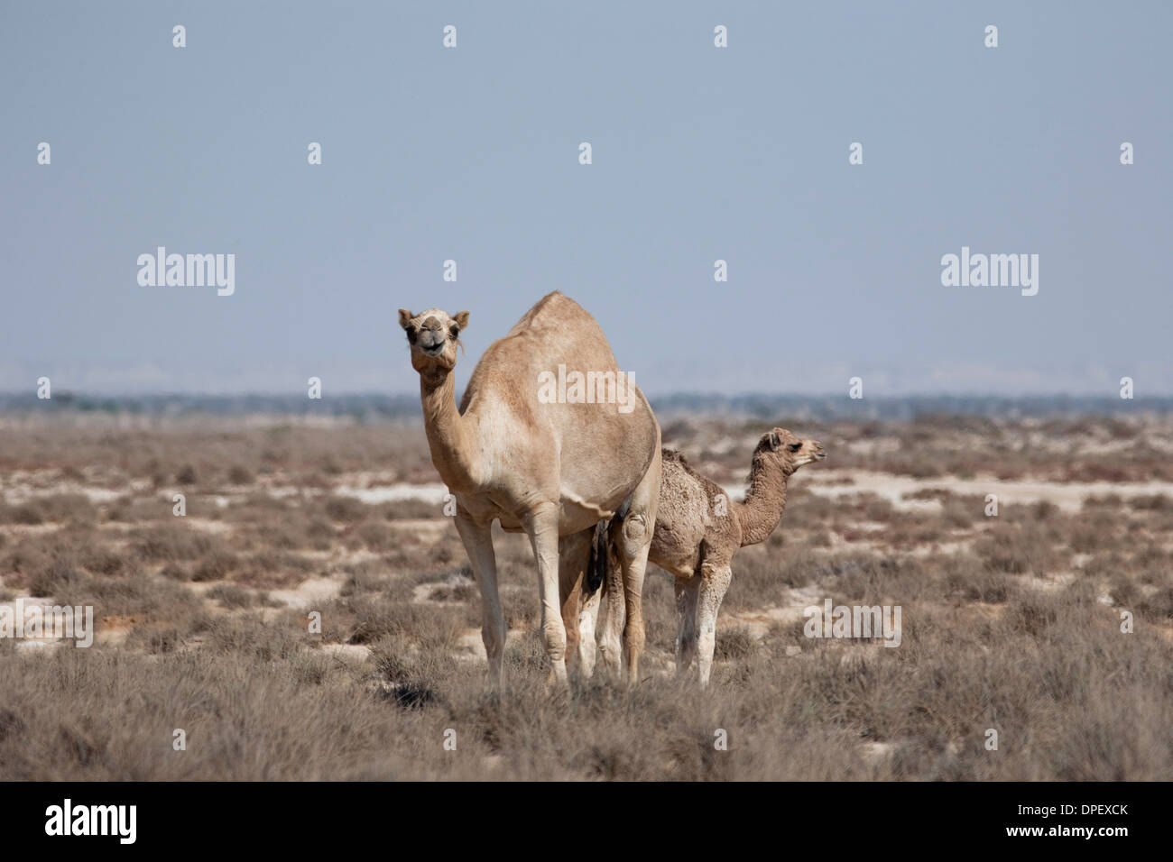 Dromedary or Arabian Camel (Camelus dromedarius) with a calf, Dhofar ...