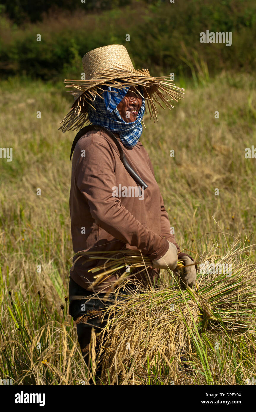 Rice farmer harvesting rice hi-res stock photography and images - Alamy
