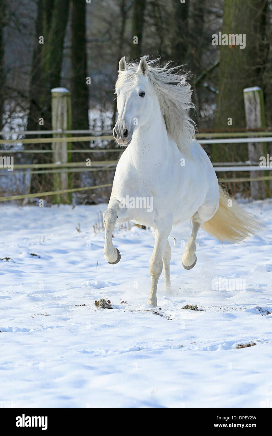 White Horse Running In Snow