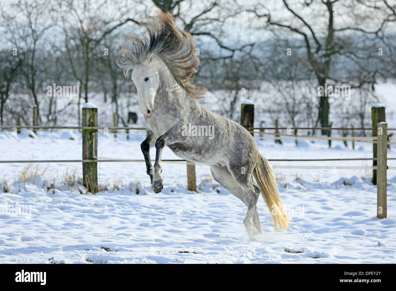 Andalusian horse jumping hi-res stock photography and images - Alamy