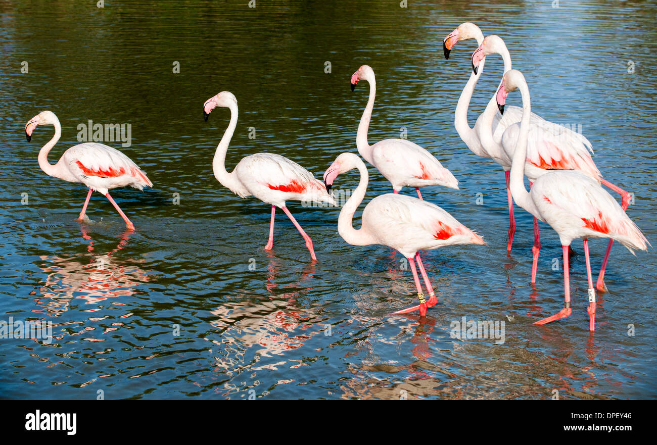 Flamingo colony, Camargue, France Stock Photo - Alamy