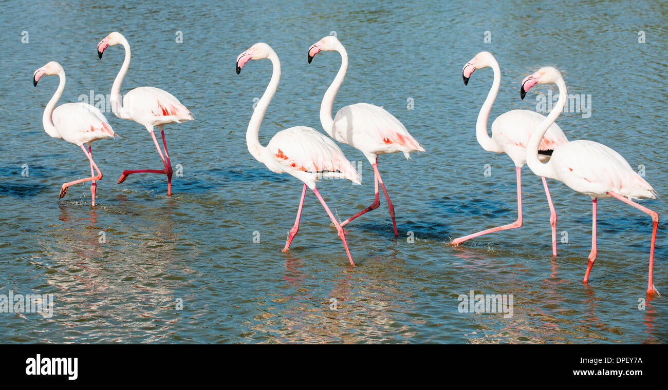 Flamingo colony, Camargue, France Stock Photo - Alamy