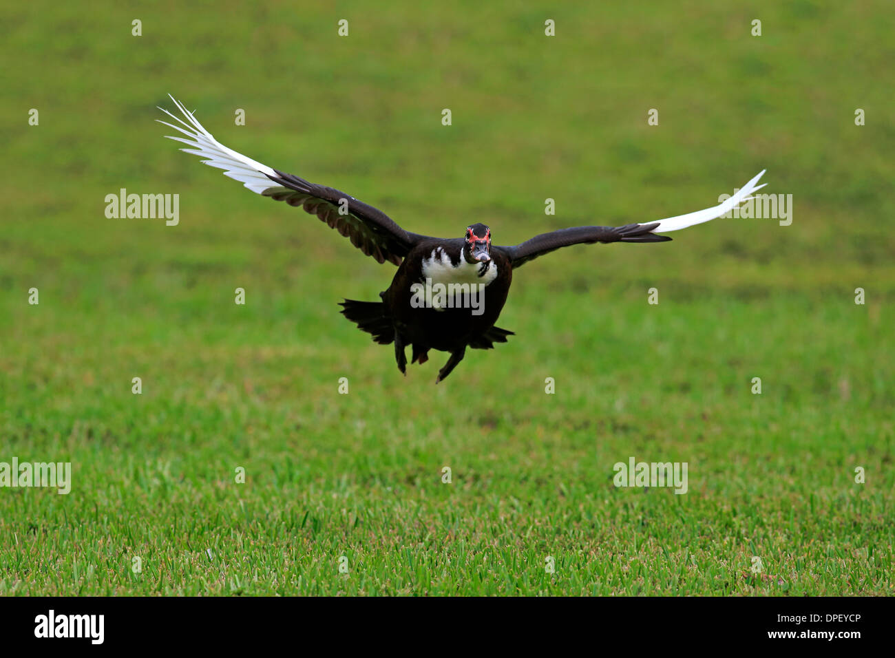 Muscovy Duck (Cairina moschata), adult, flying, Florida, USA Stock ...