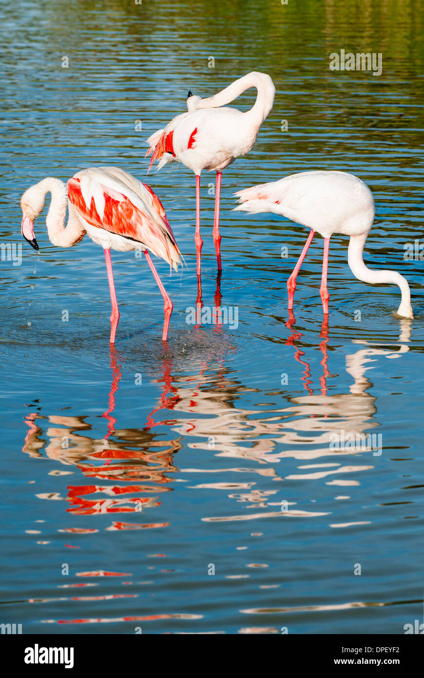 Flamingo colony, Camargue, France Stock Photo - Alamy
