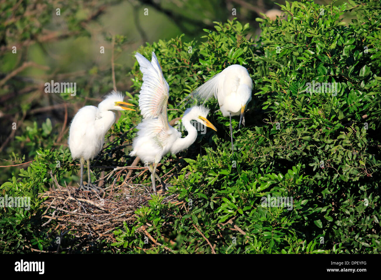 Snowy Egret (Egretta thula), young at nest, Sanibel Island, Florida ...