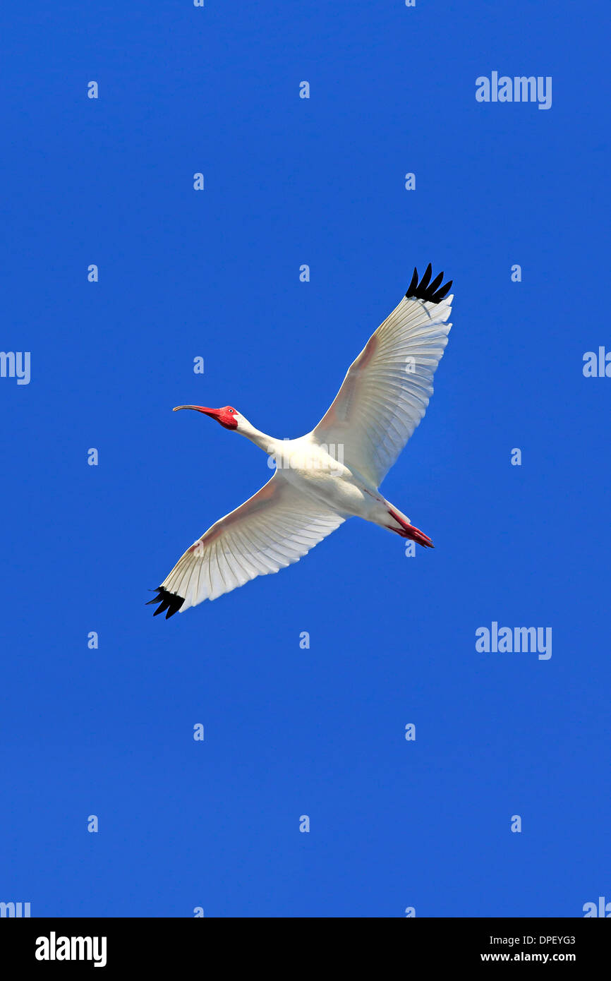 Flying ibises hi-res stock photography and images - Alamy