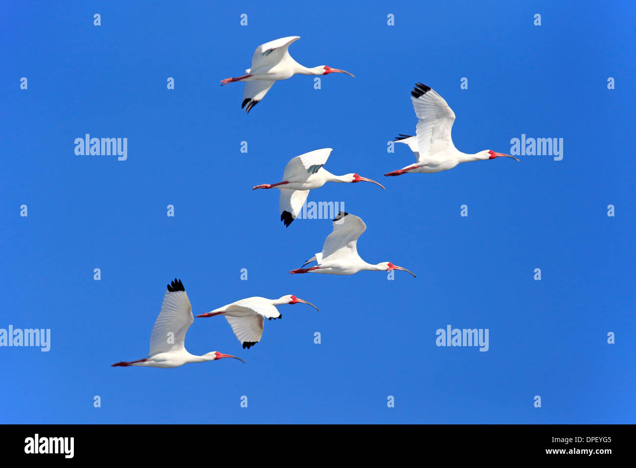 American White Ibis (Eudocimus albus), adult, flying, Sanibel Island ...