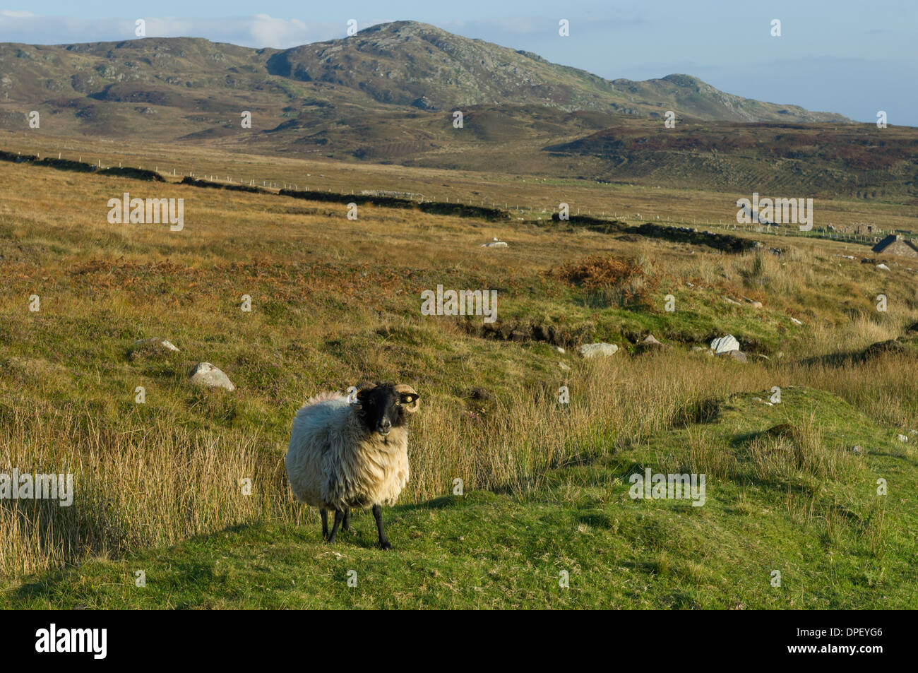 Sheep on the rugged interior of Achill Island, County Mayo, Ireland ...