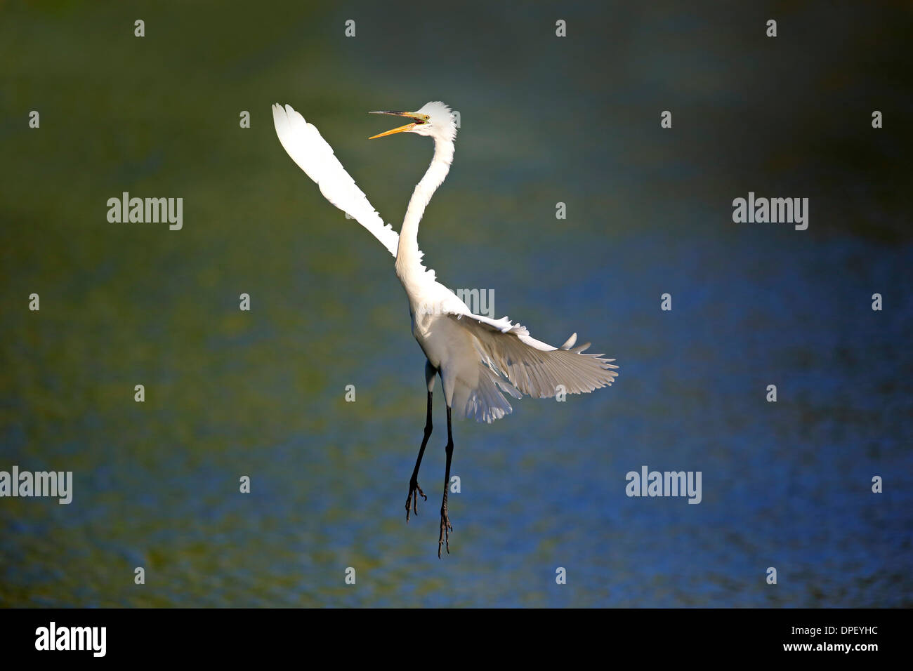 Ardea alba bird flying florida usa hi-res stock photography and images ...