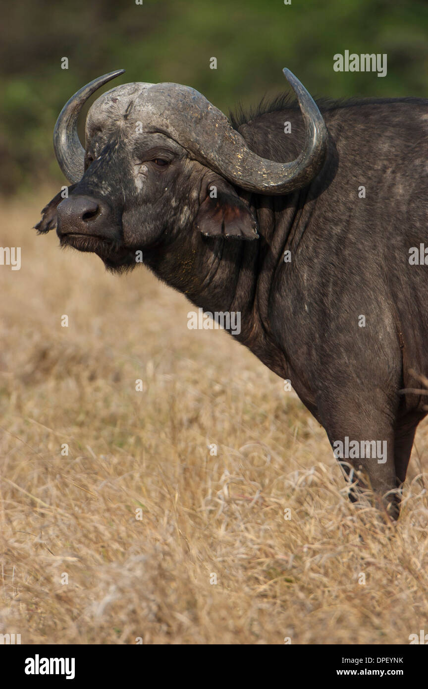 African buffalo syncerus side view hi-res stock photography and images ...