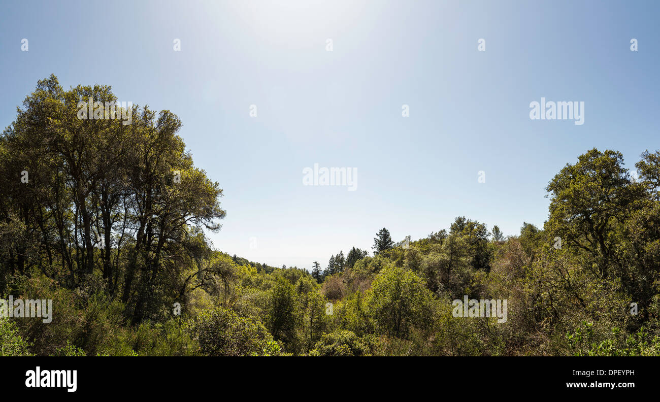 Soquel Demonstration State Forest, Santa Cruz, California, USA Stock ...