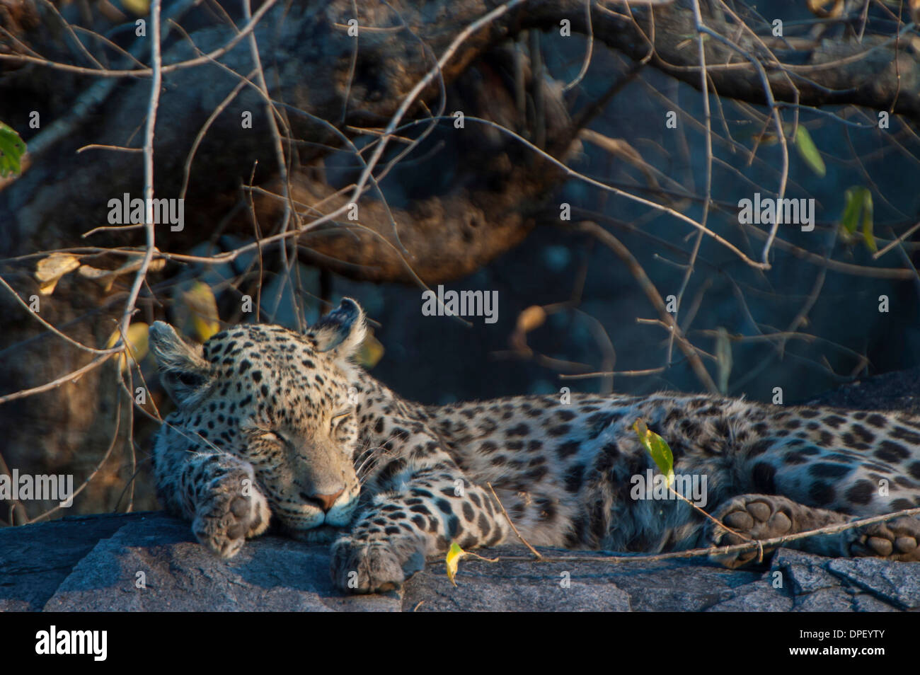 Aeluroidea leopards leopard lies lie lying paw hi-res stock photography ...