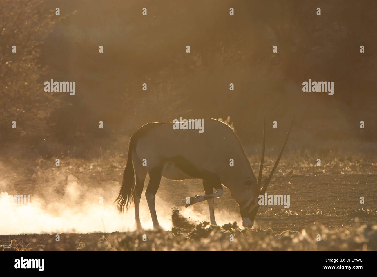 Oryx side view hi-res stock photography and images - Alamy