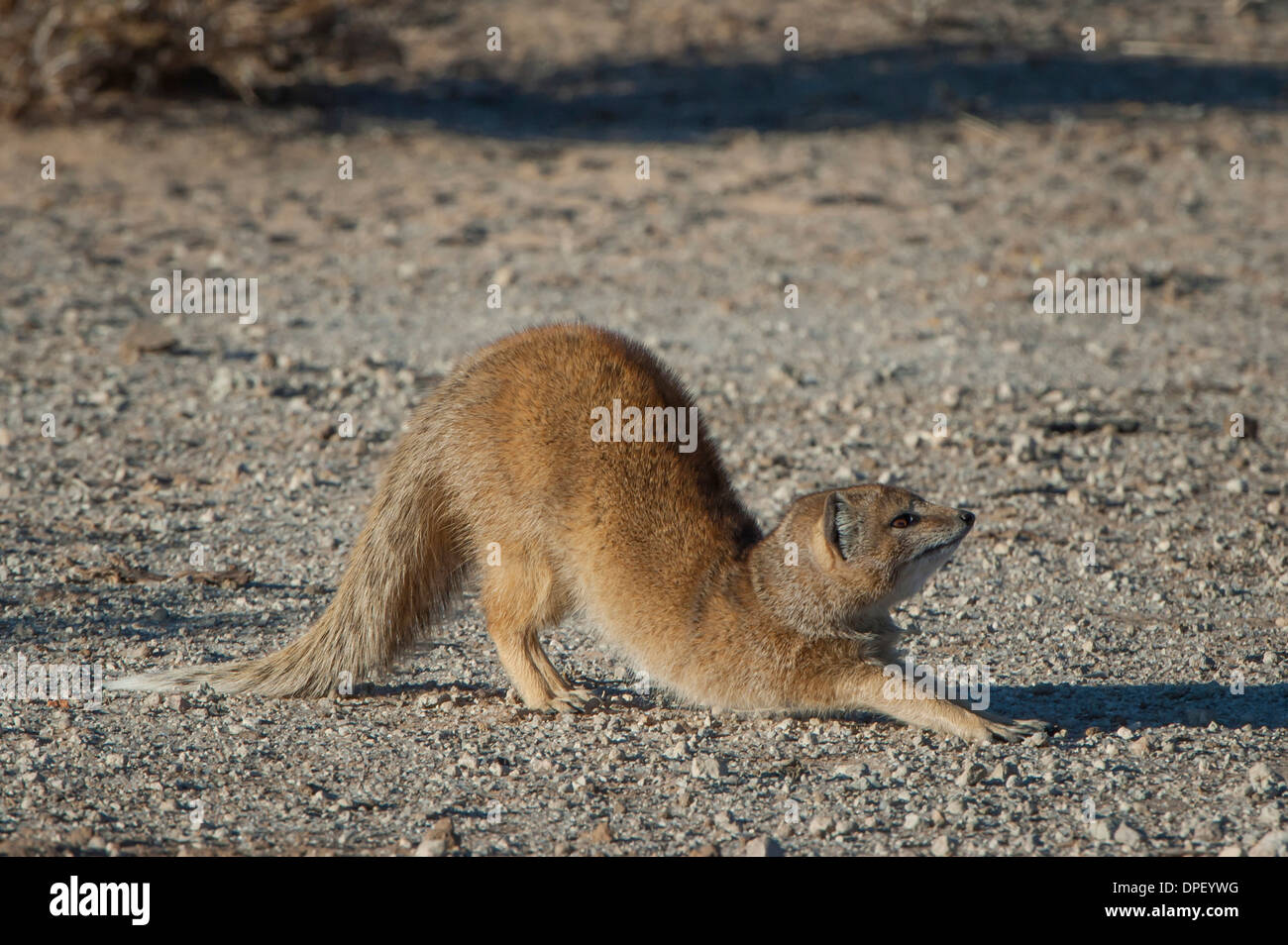 Mongoose (Cynictis penicillata), Kgalagadi Transfrontier Park, Northern ...