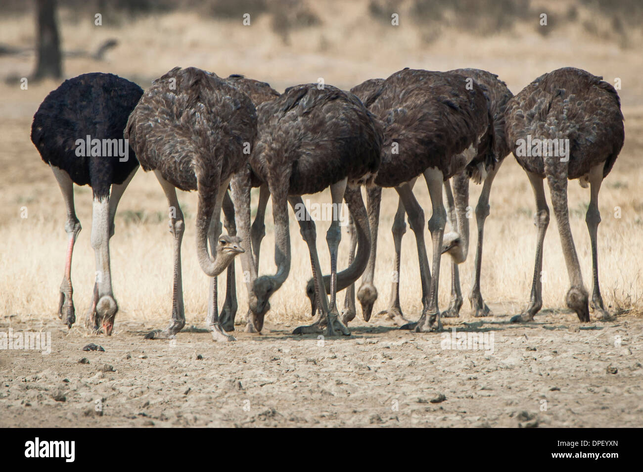 Several ostriches hi-res stock photography and images - Alamy