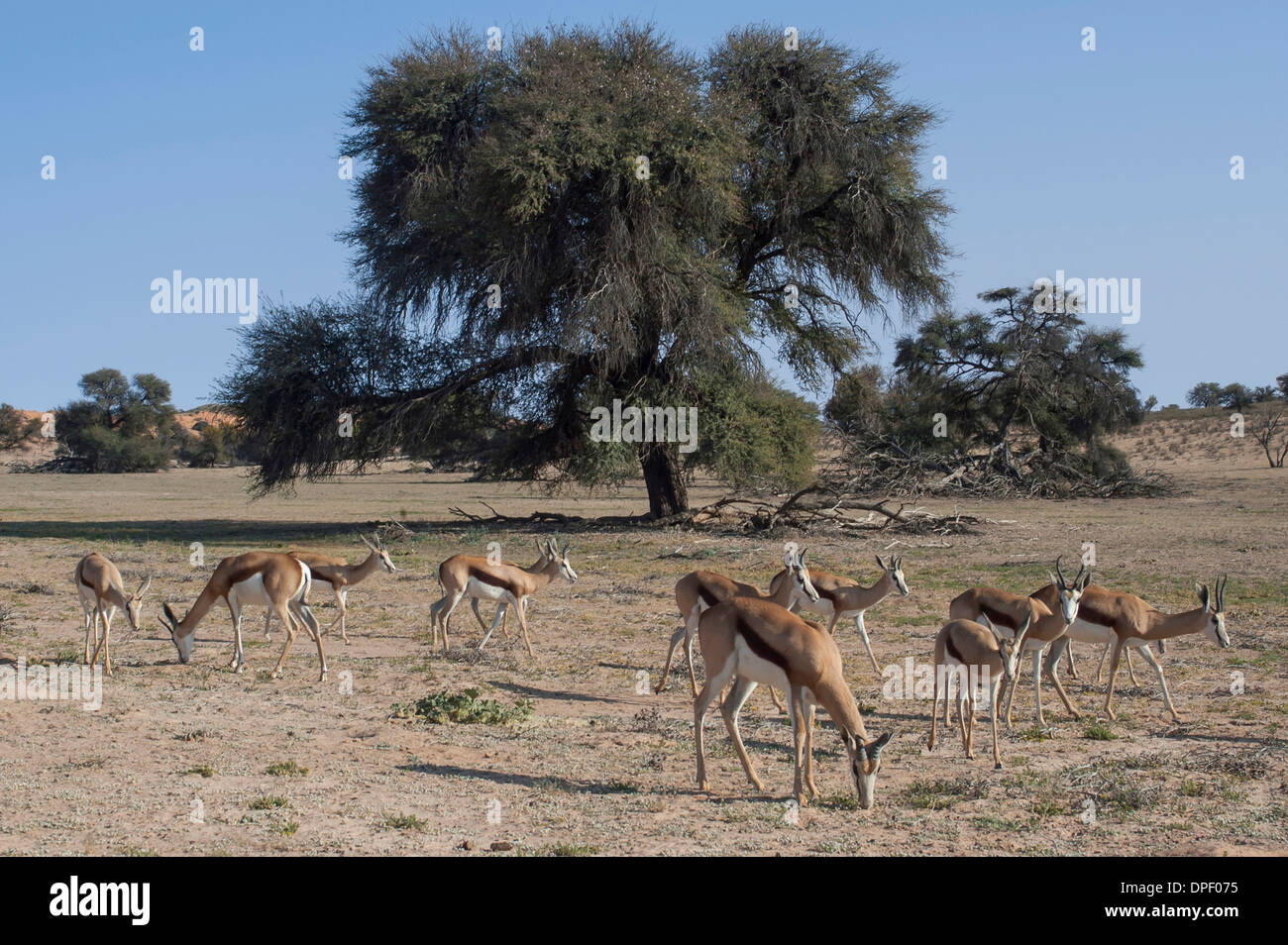 Springbok africa springboks herd hi-res stock photography and images ...