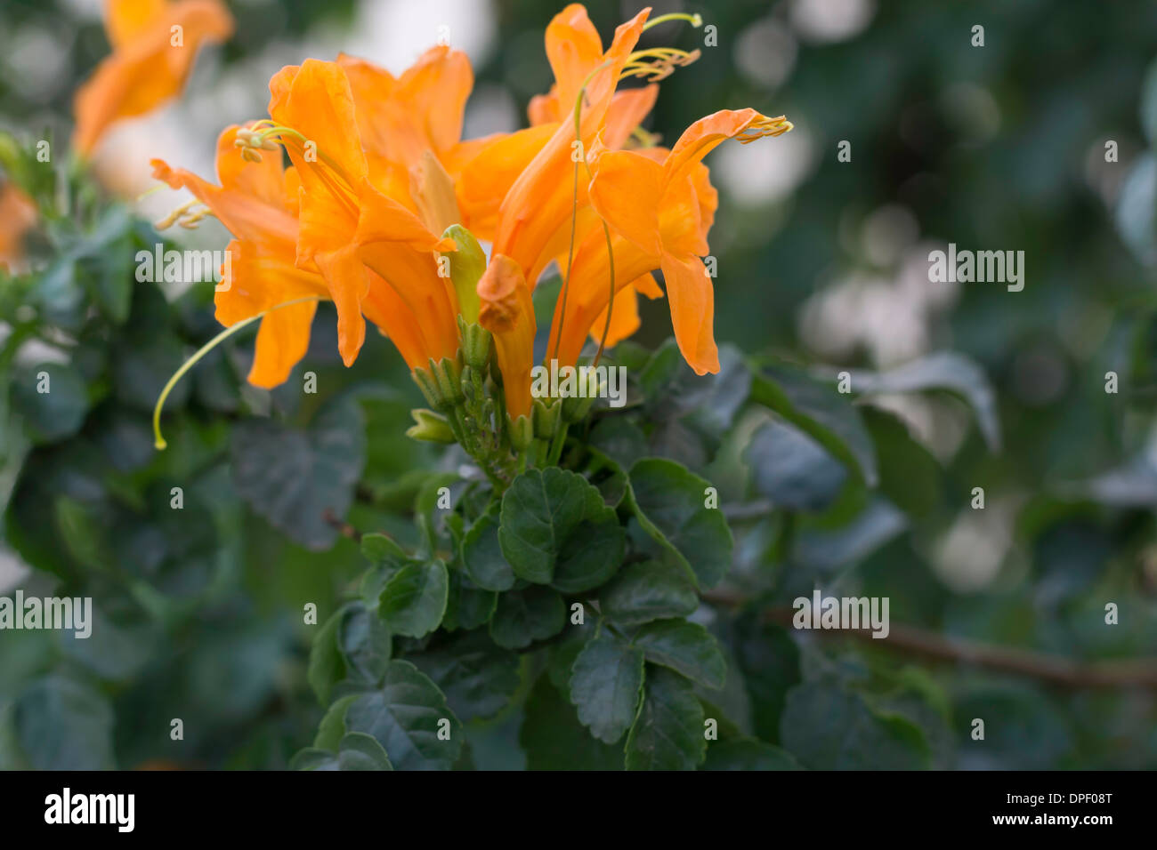 The Cute and Lovely Yellow Flower Stock Photo - Alamy