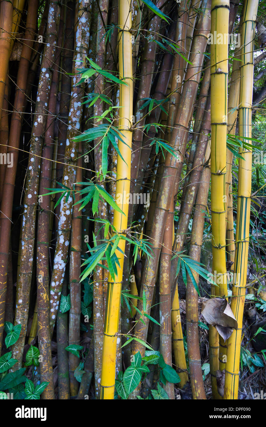 Bamboo (Bambuseae), Seychelles Stock Photo - Alamy