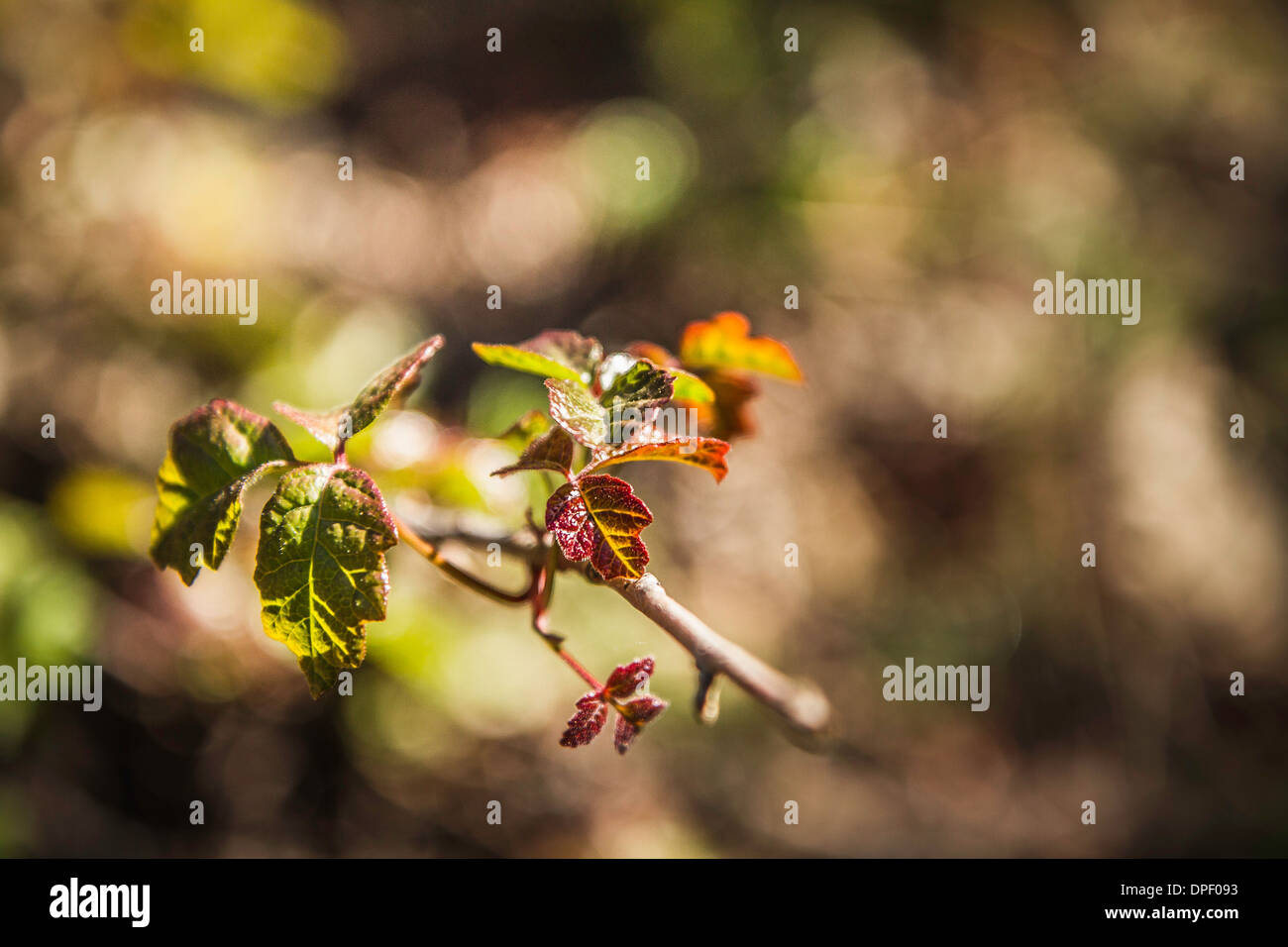 New leaves grown up hi-res stock photography and images - Alamy