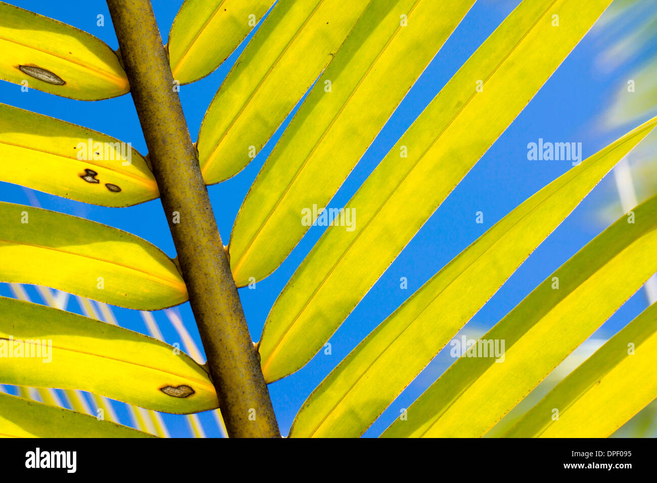 Coconut frond hi-res stock photography and images - Alamy