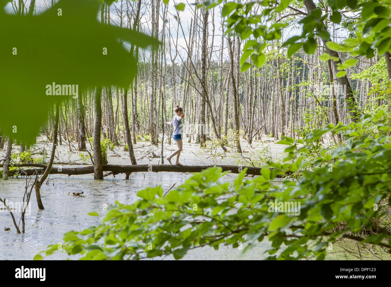 Swamp trunk tree hi-res stock photography and images - Alamy