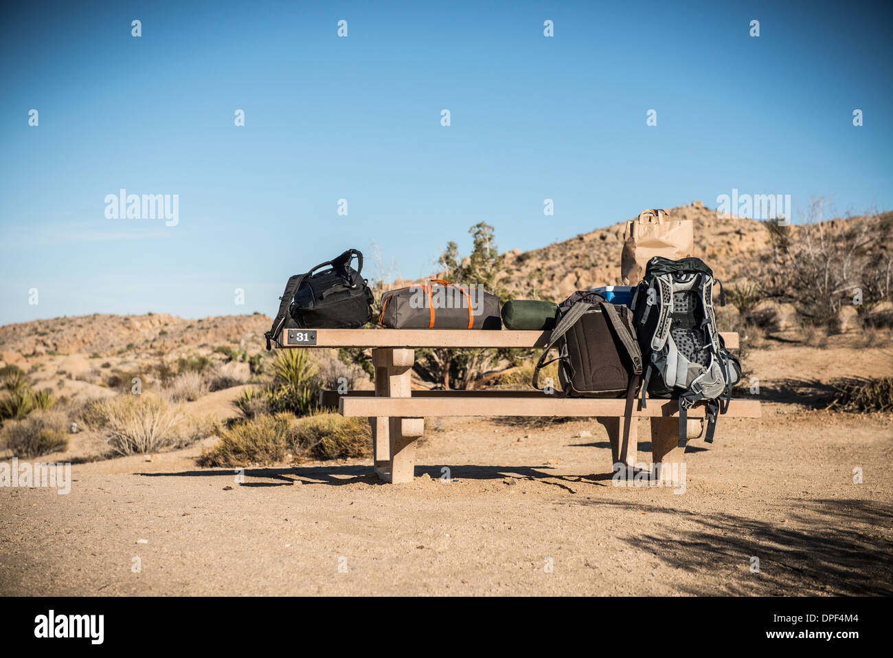 Front view of joshua tree hi-res stock photography and images - Alamy