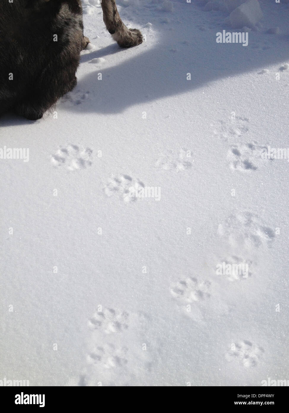 Animal paw prints in snow hi-res stock photography and images - Alamy