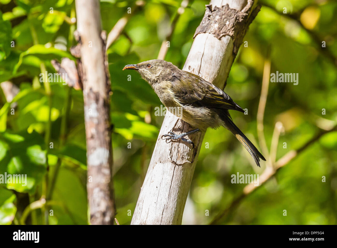 Bellbird hi-res stock photography and images - Alamy