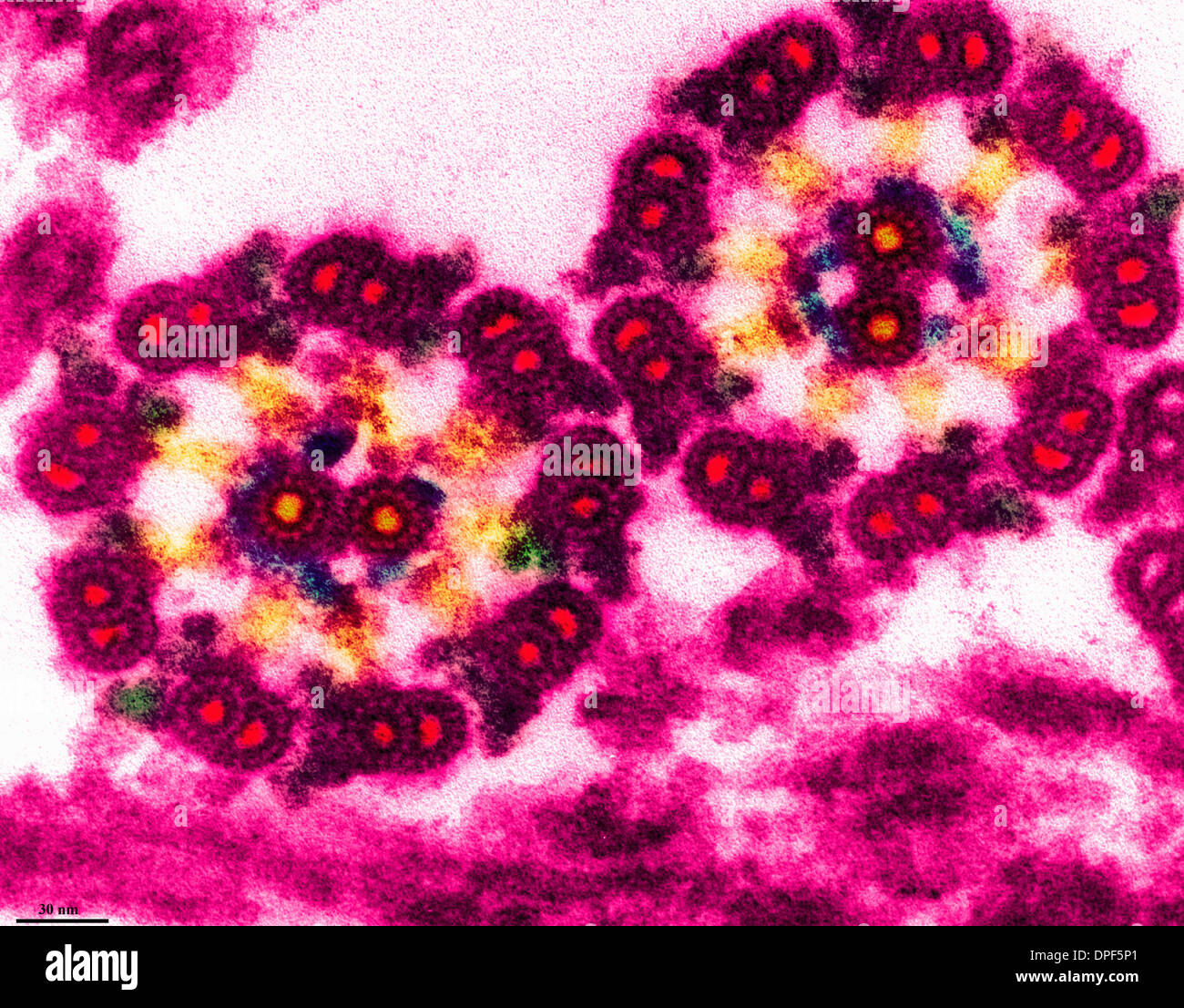 Axoneme hi-res stock photography and images - Alamy