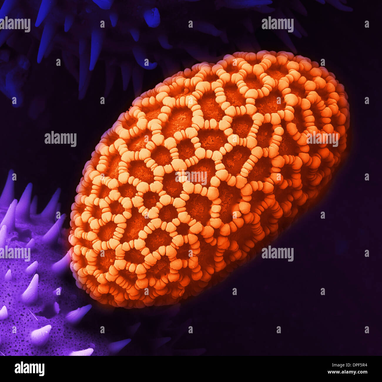 SEM of lily pollen Stock Photo - Alamy