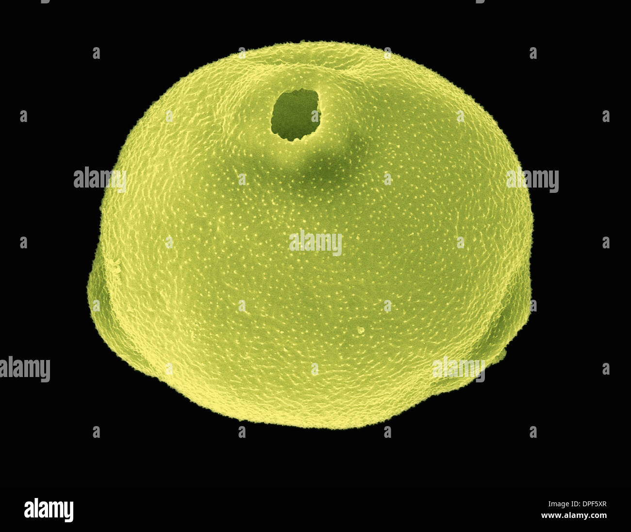 Microscopic view of paper hi-res stock photography and images - Alamy