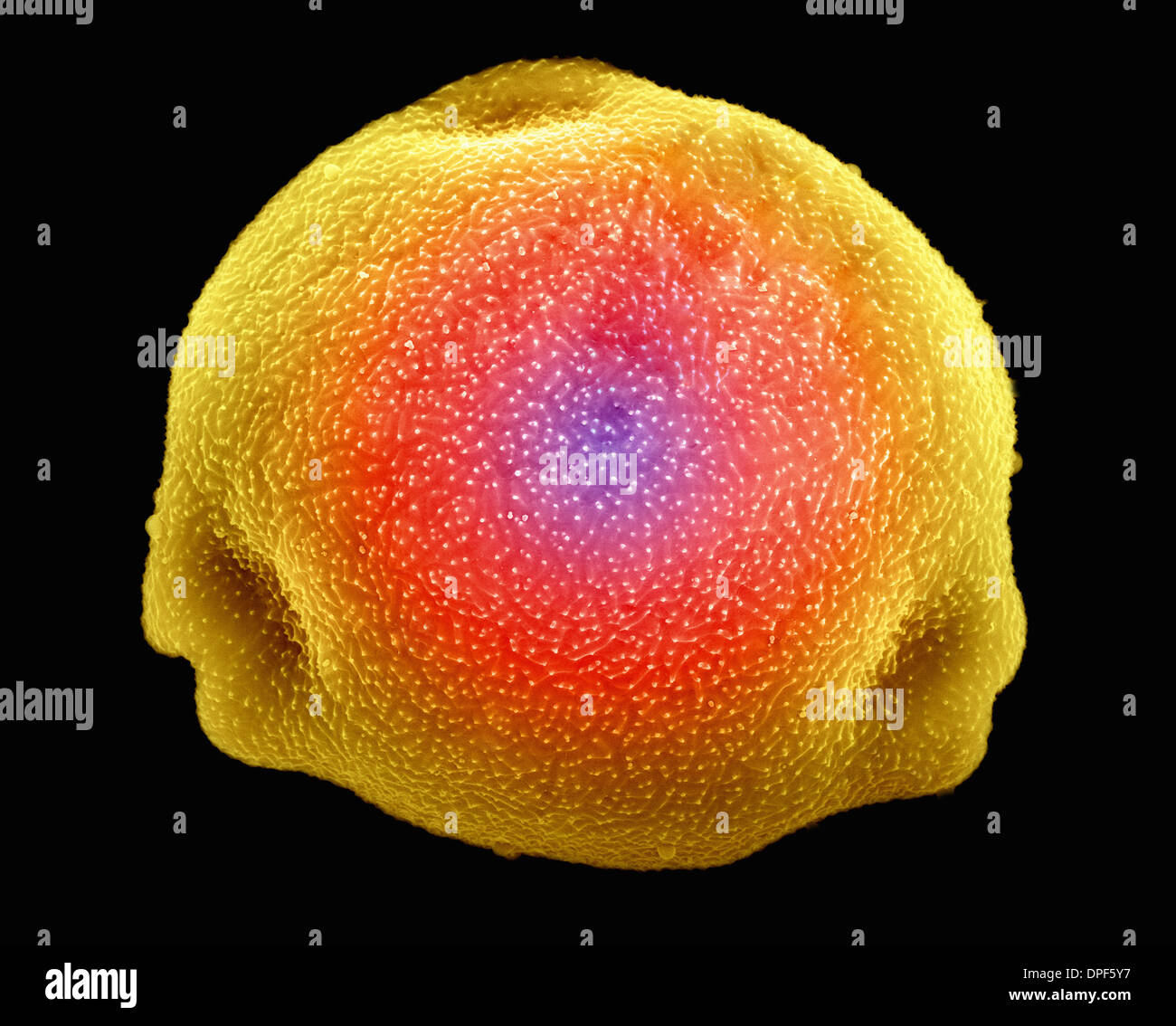 Microscopic view of paper hi-res stock photography and images - Alamy