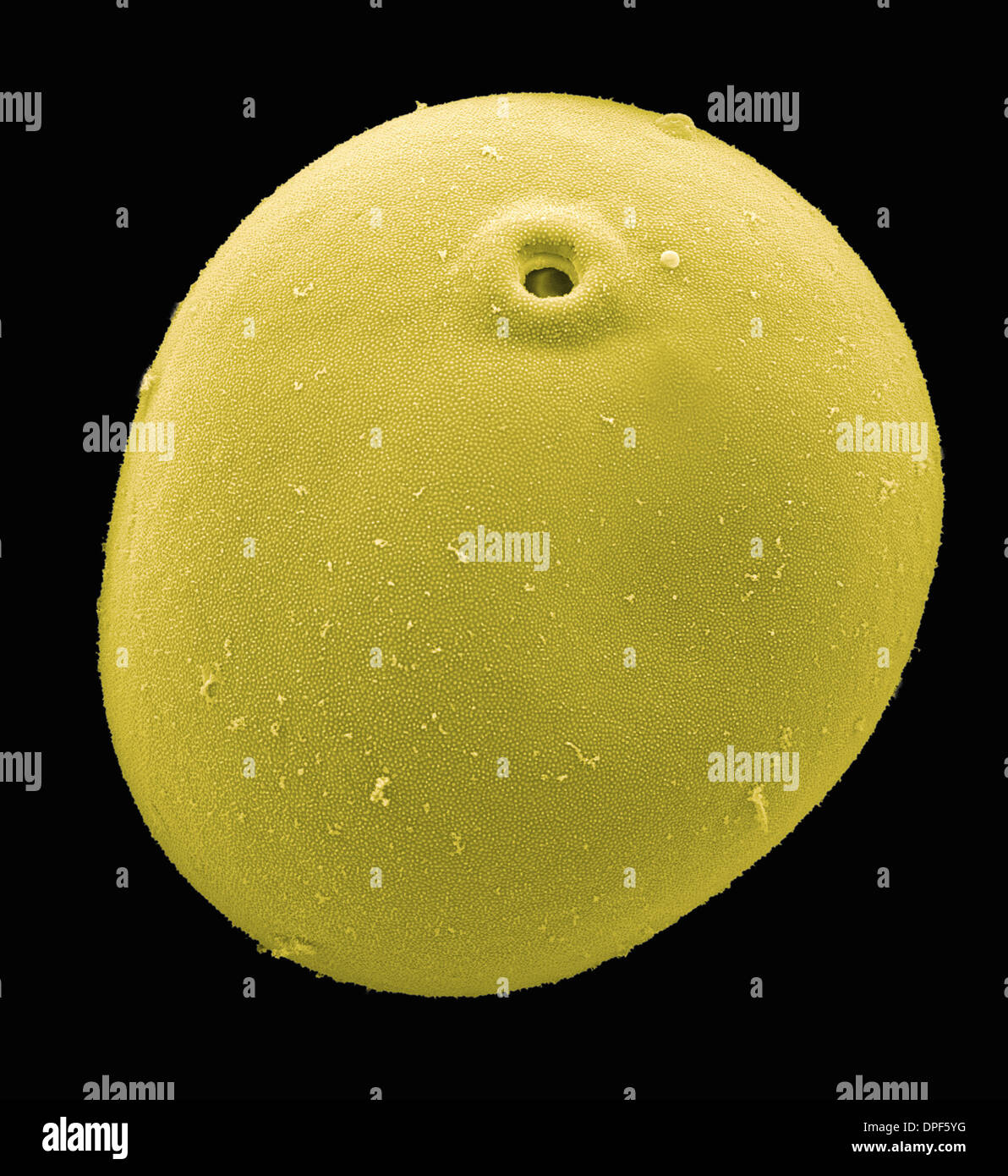 Corn pollen hi-res stock photography and images - Alamy