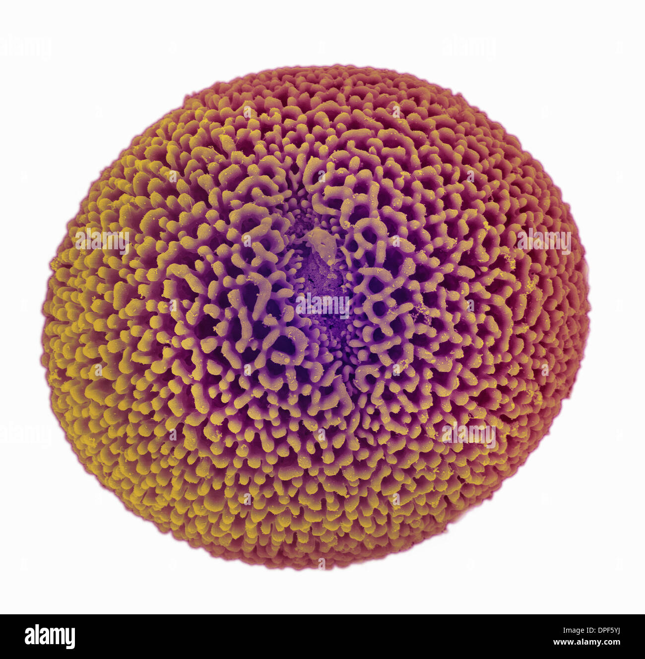 Microscopic view of flower Cut Out Stock Images & Pictures - Alamy