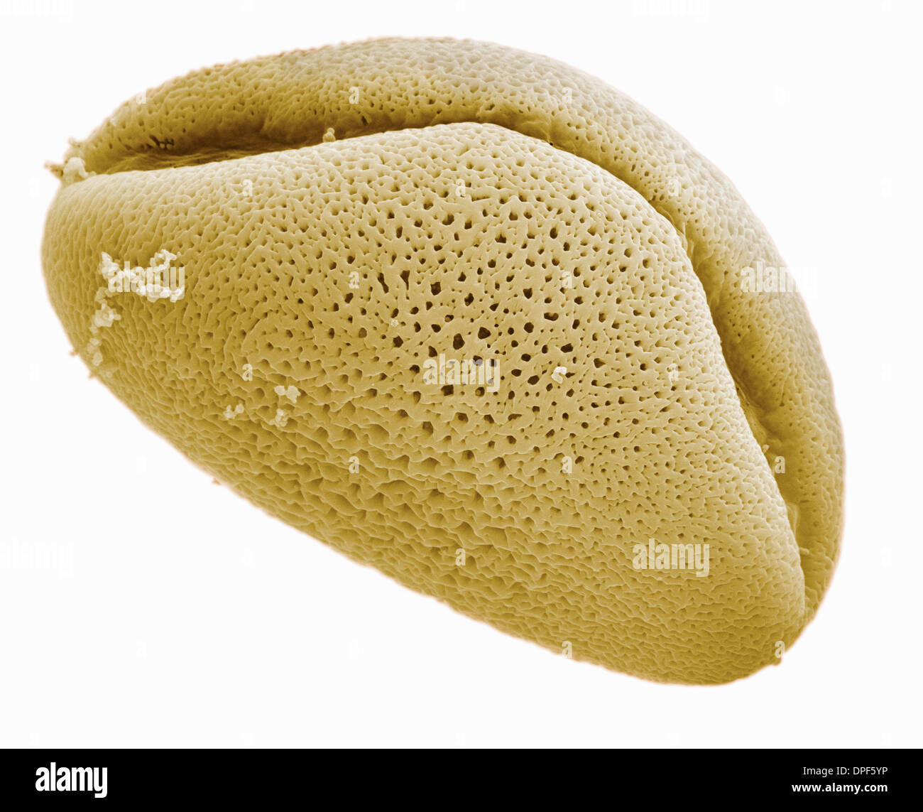 Allium onion species Cut Out Stock Images & Pictures - Alamy