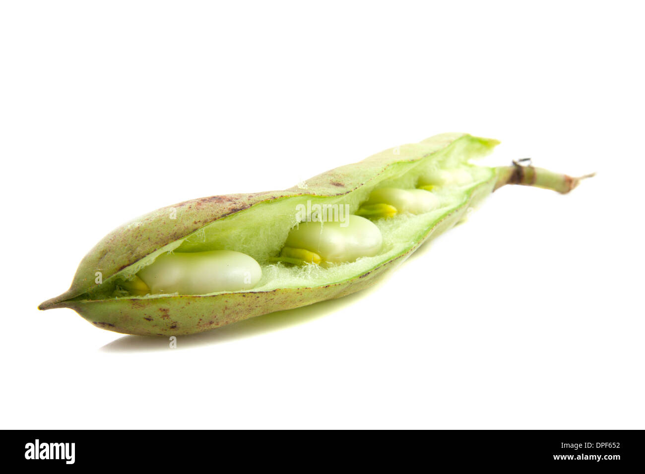 Isolated broad beans hi-res stock photography and images - Alamy