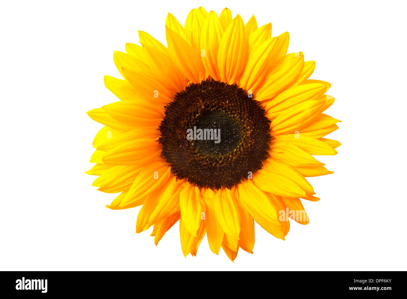 Multi head sunflower hi-res stock photography and images - Alamy