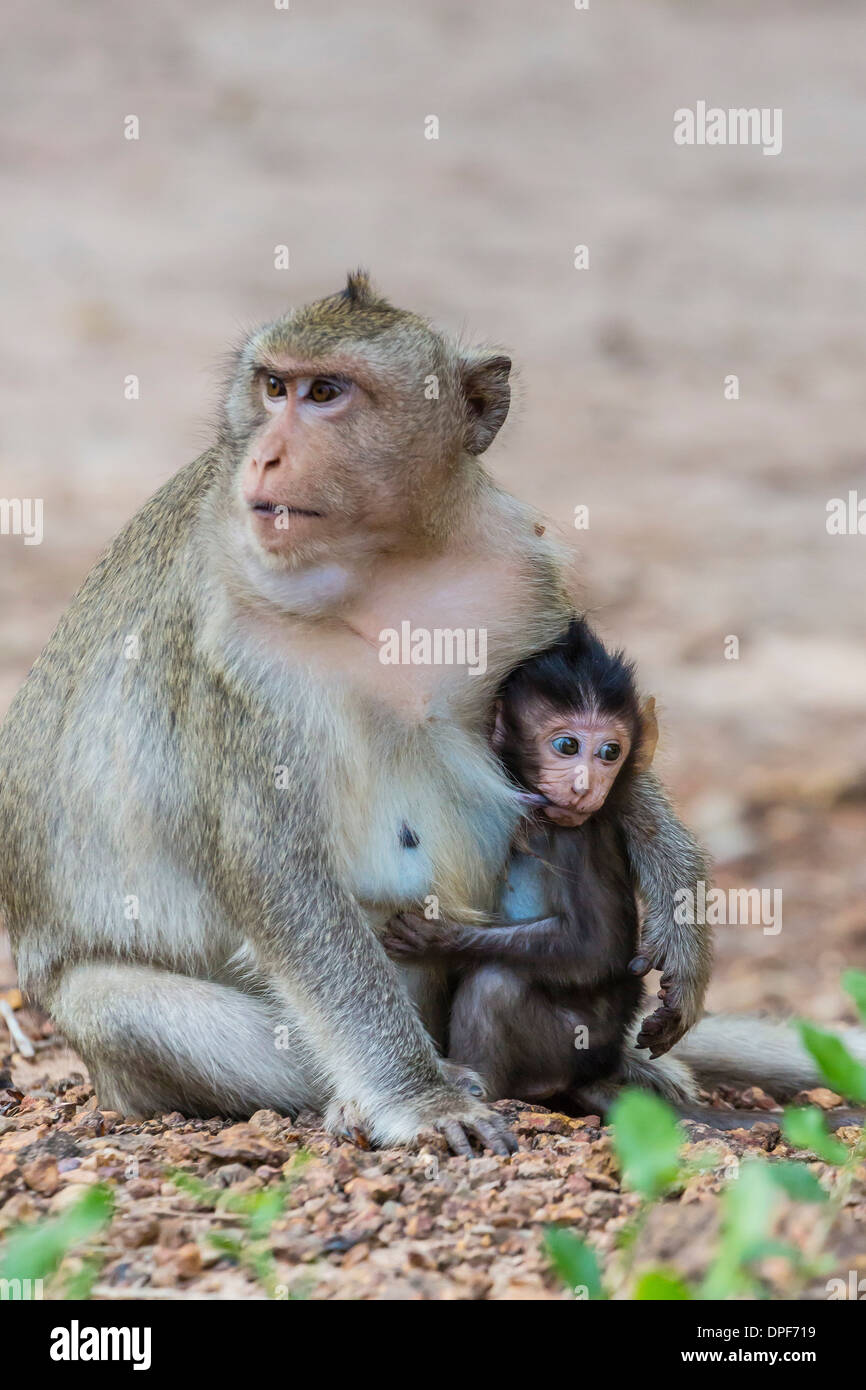 Young long-tailed macaque (Macaca fascicularis) nursing from its mother ...