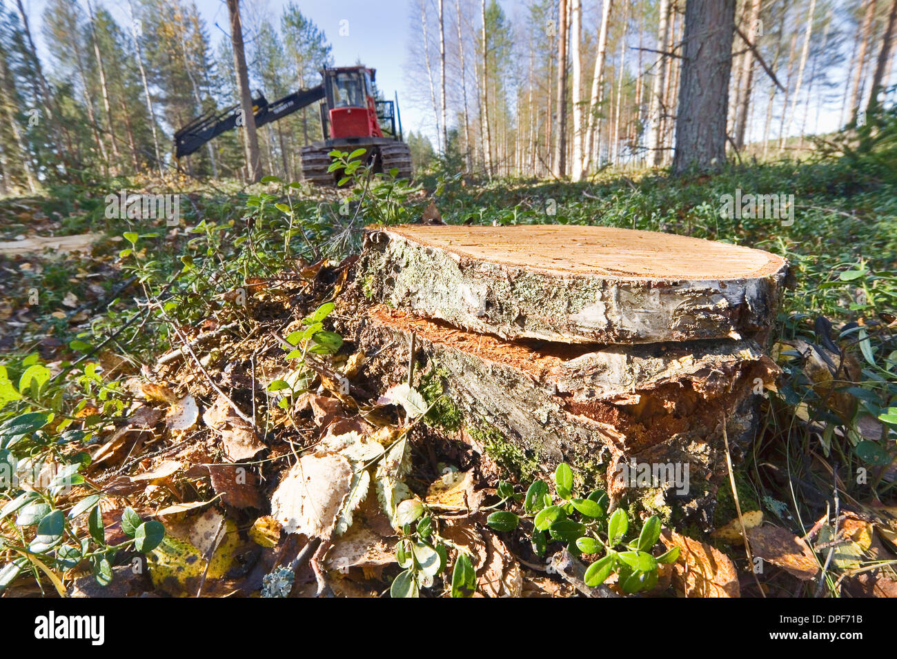 Thinning forest hi-res stock photography and images - Alamy
