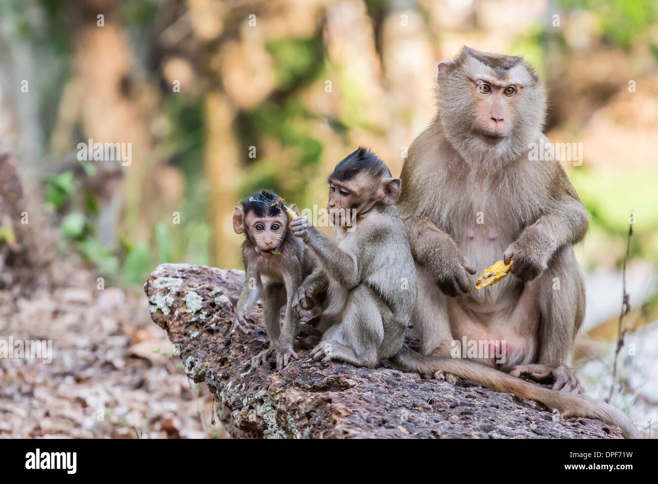 Long-tailed macaque (Macaca fascicularis) troop in Angkor Thom, Siem ...